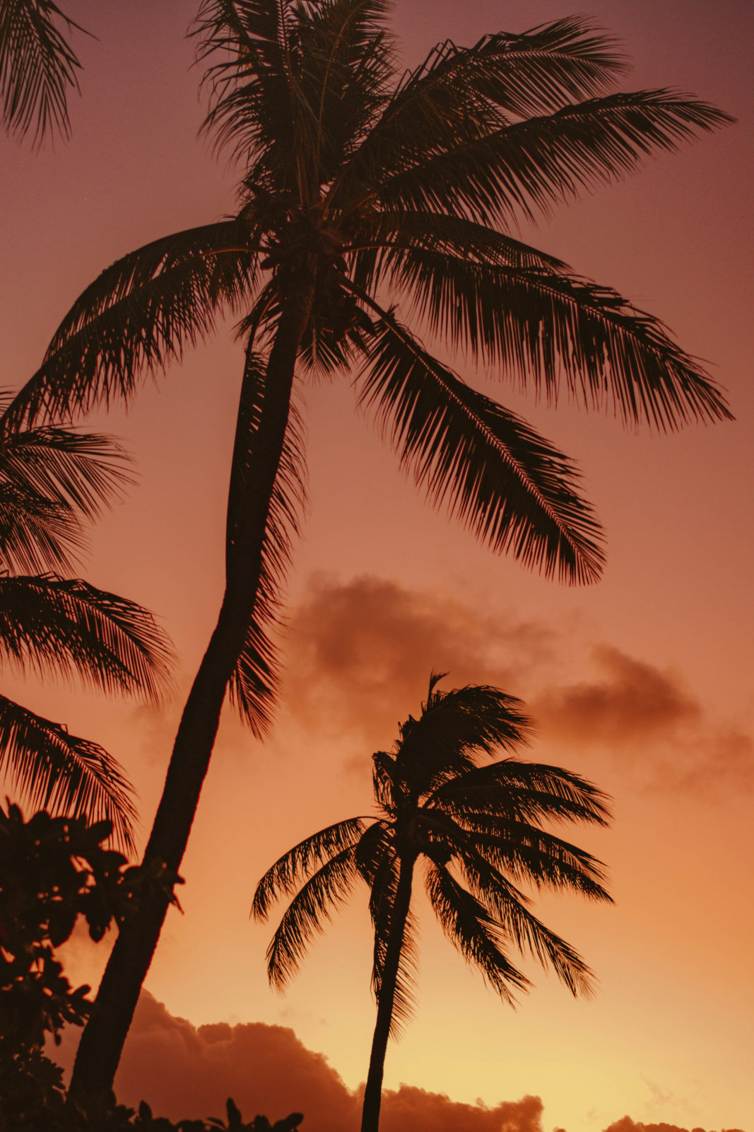 Tropical North Queensland Travel Guide: Daintree Rainforest to The ...